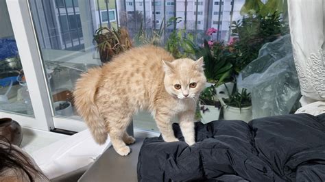 우리집 건방진 고양이 2탄 유머 움짤 이슈 에펨코리아