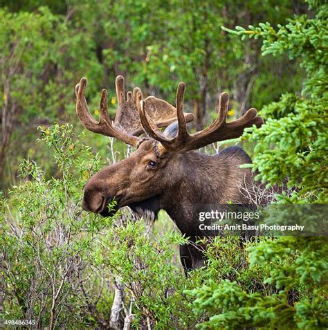 Moose Antlers Profile Photos And Premium High Res Pictures Getty Images