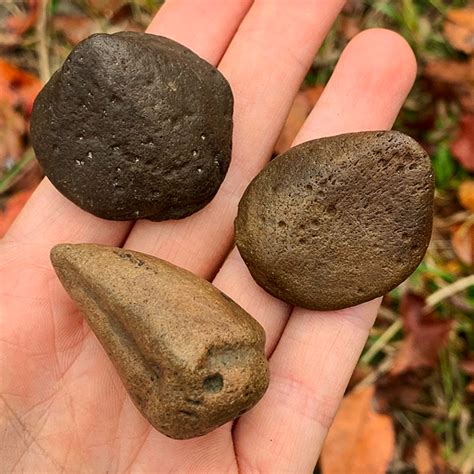 Fossil Tortoise Leg Spur Group Deal Pleistocene Of Florida Paleocris