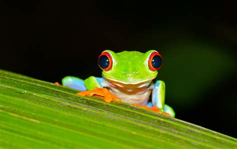 2400x1509 Red Eyed Tree Frog Hd Background Coolwallpapersme