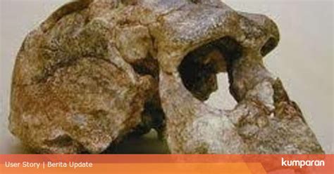 Pithecanthropus Erectus Dan Manusia Purba Lain Yang Ada Di Indonesia Kumparan Com