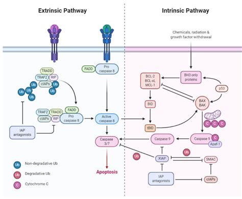 Extrinsic Pathway Apoptosis