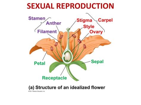 Modes Of Reproduction In Crop Plants Pdf