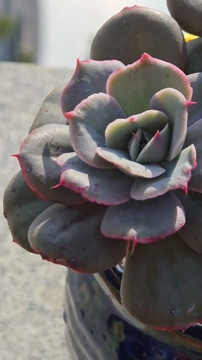 다육이골드쉐도우옛날애인강문경비닐하우스즐겁게 Youtube