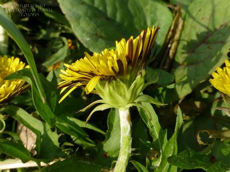 カントウタンポポ A Species of Japanese Dandelions 水元公園の生き物