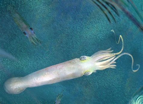 Meet The Ancient Vampire Squid Fossil Named After Joe Biden Meet The Ancient Vampire Squid Fossil Named After Joe Biden