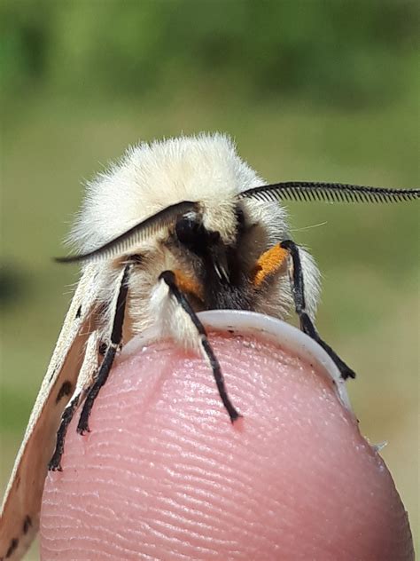 I Was Told You Guys Might Like This Moth Rawwnverts