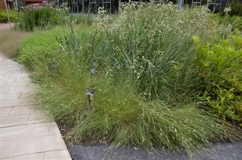 Common Blue Grama Grass Plant Addicts