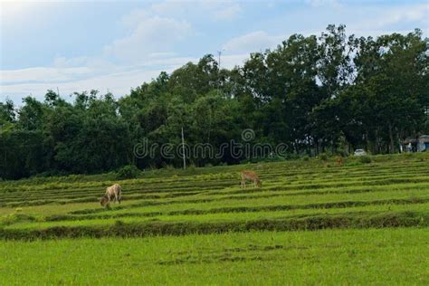 Step Farming Land Covered With Green Grass Stock Image Image Of Rural