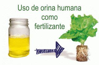 Orina Humana Como Fertilizante Manual De Uso InfoAgronomo Cuidado