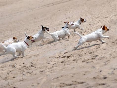 Džeko Raselo Terjeras Leituvos Terjerų Mėgėjų Klubas