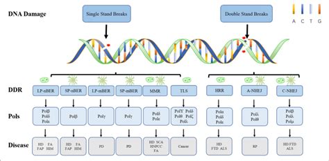 Types Of Dna Damage And Corresponding Repair Pathways Endogenous And