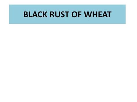 Black Stem Rust Of Wheat Ppt