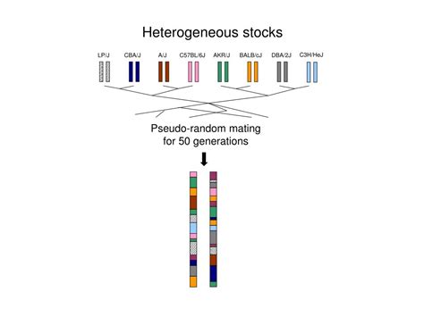 Ppt Fine Mapping Quantitative Trait Loci In Mice And Plants Powerpoint Presentation Id3359389