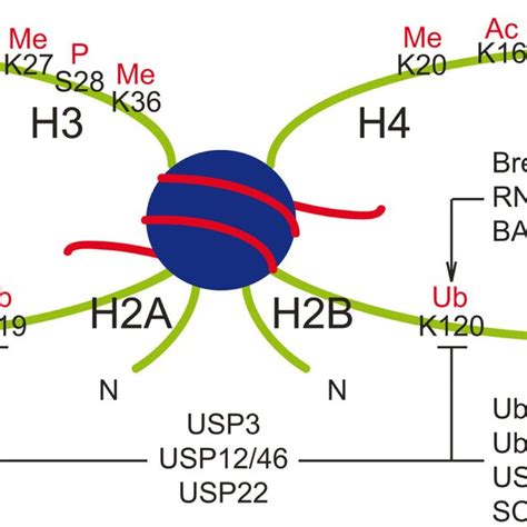 Functions Of Histone Modifying Enzymes For Monoubiquitination
