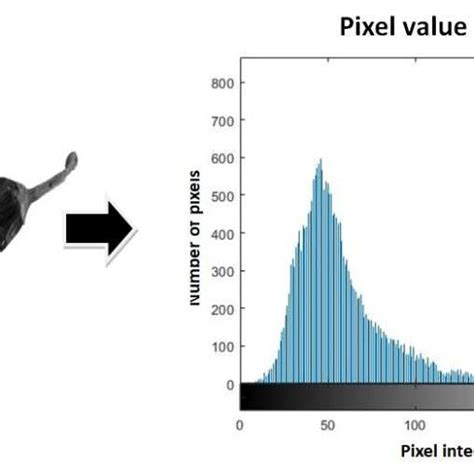 Comparison Of Histogram Feature By Protocol Download Scientific Diagram