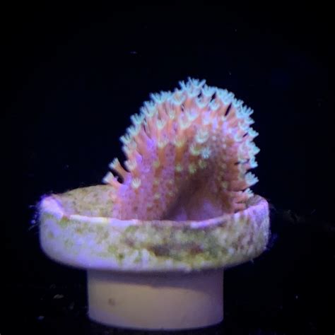 67 Let Spring Begin Aquarium Beauties