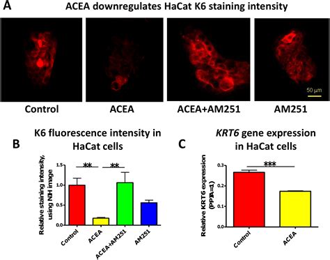 A Novel Control Of Human Keratin Expression Cannabinoid Receptor 1