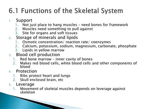 PPT Ch And Skeletal System PowerPoint Presentation ID