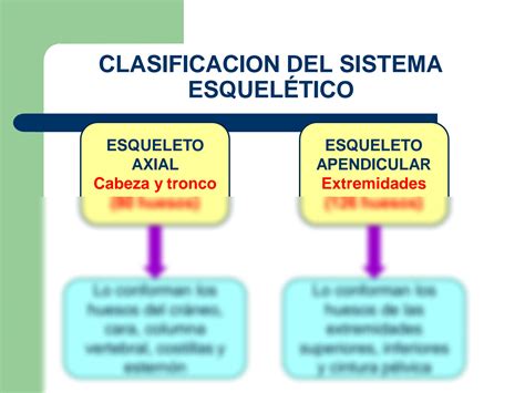 SOLUTION Esqueleto Axial Y Apendicular Studypool