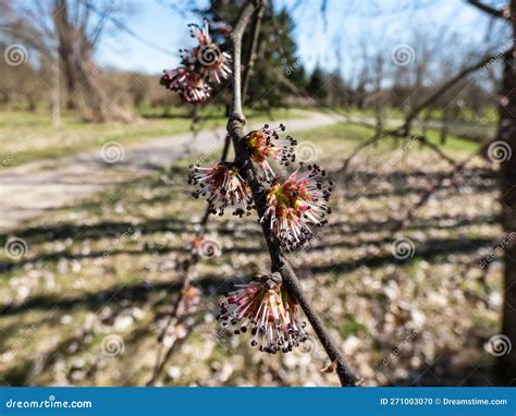 Flowers Of The Tree The Wych Elm Or Scots Elm Ulmus Glabra Growing