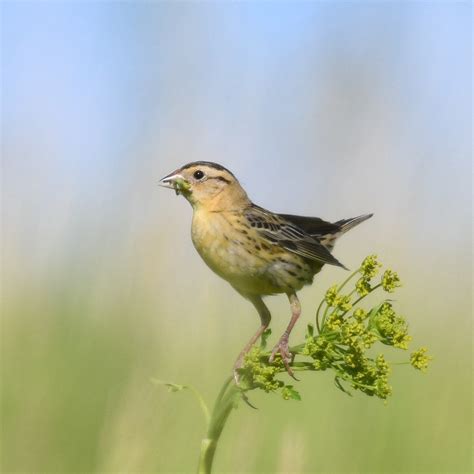 Bobolink — Madison Audubon Bobolink — Madison Audubon