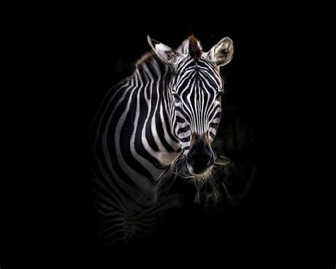 Zebra Wallpapers Top Free Zebra Backgrounds Wallpaperaccess