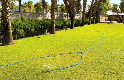 Premium Photo Green Lawn And Tropical Trees In The Park Palm Trees