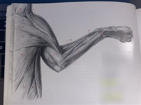 Superficial Muscles Of The Thorax And Forelimb Ventral Cat Diagram