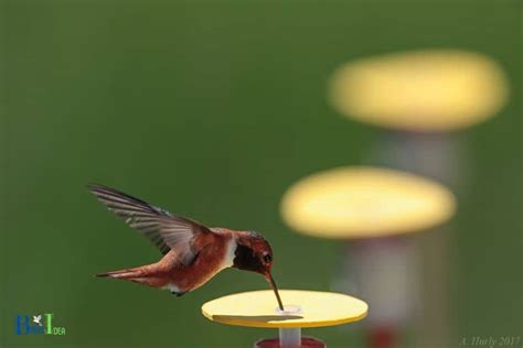 Why Do Hummingbirds Hover In Your Face