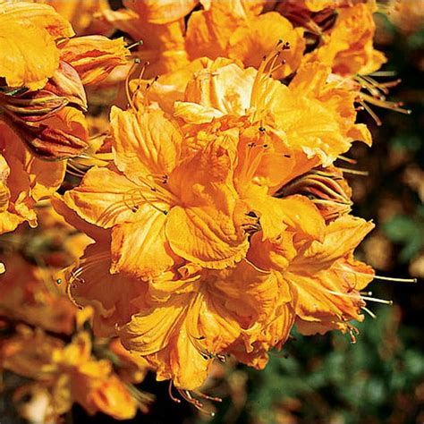 Deciduous Exbury Azalea Golden Lights Very Hardy 4 Pot Walmart