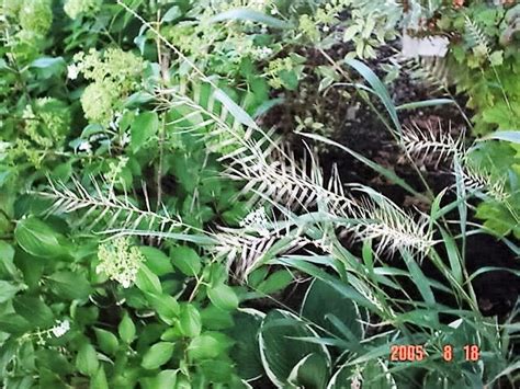 25 Bottlebrush Grass Ornamental Shade Elymus Hystrix Patula Seeds