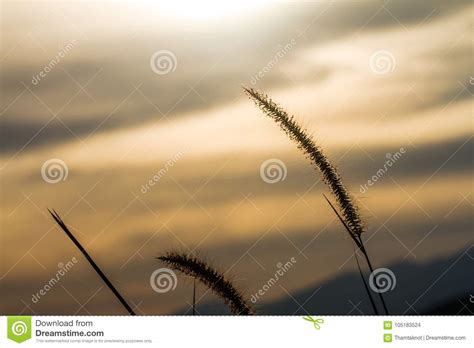 Pennisetum Pedicellatum Trin Most Roadside Sky At Sunset As The