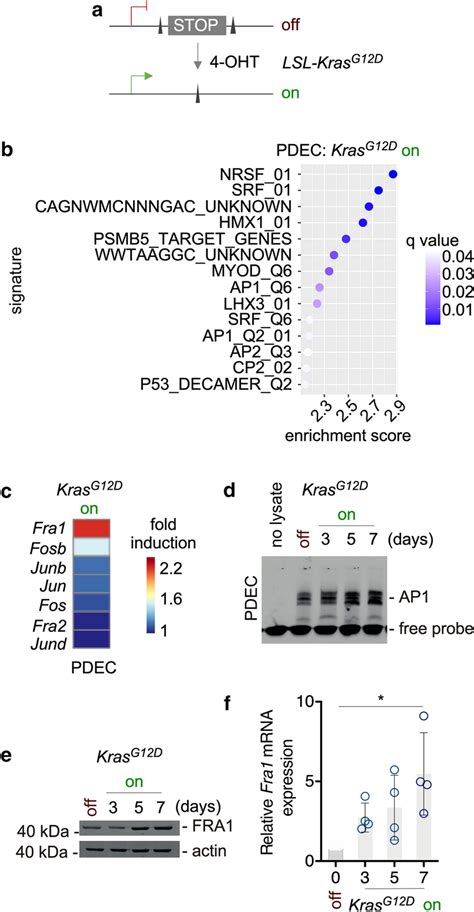 Ap 1 Transcription Factors Are Linked To Oncogenic Kras In Murine