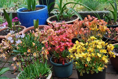 Lewisia Cotyledon — Seed And Bulb Treasures