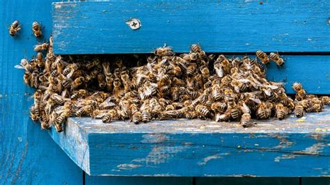 How To Get Rid Of A Wasp Nest In Shed