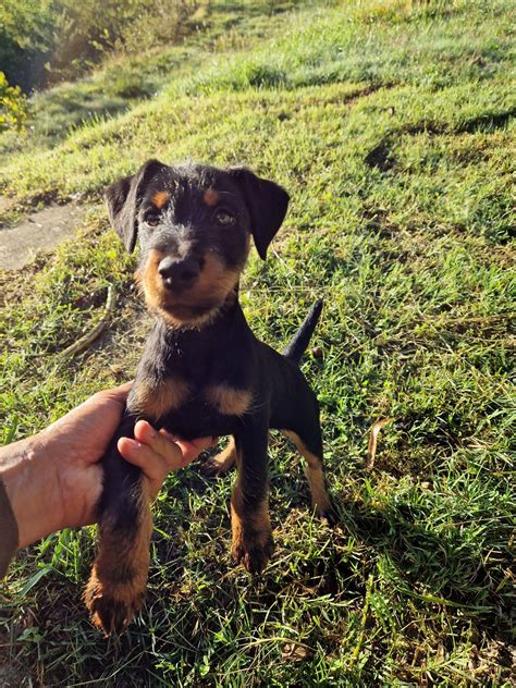 NemŠki Lovski Terier Lovski Oglasnik Strelski Oglasnik