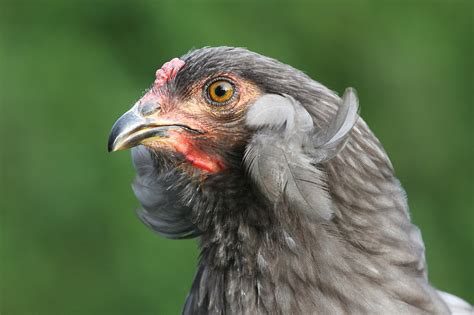 Araucana Pom Poms Frango Foto Gratuita No Pixabay Pixabay