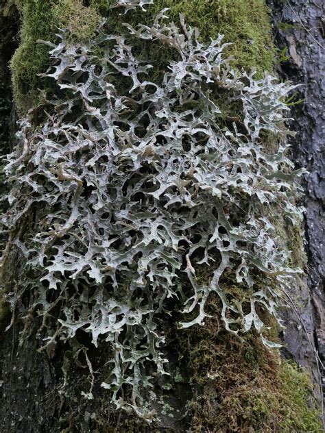 Pseudocyphellaria Rufovirescens From Southland District Southland New Zealand On January 26