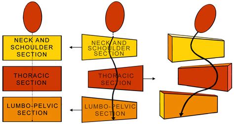 Bspts Scoliosis Exercisesscoliosis Physical Therapy
