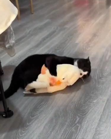 Why You Should Have A Cat