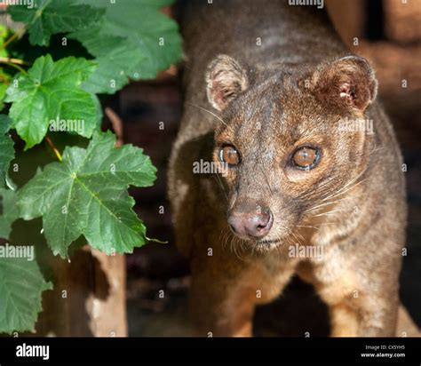 Fossa Tree Hi Res Stock Photography And Images Alamy