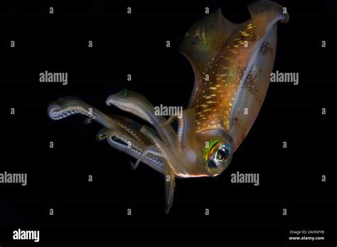 Squid Are Cephalopods In The Superorder Decapodiformes With Elongated