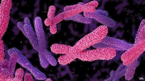 Epic Genomics Genome Evolution Teaching Science