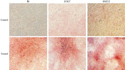 Osteogenic Differentiation In Adult Br Fibroblasts Vs Fetal Lung And Download Scientific