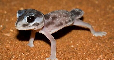 I Give You The Knob Tailed Gecko Imgur