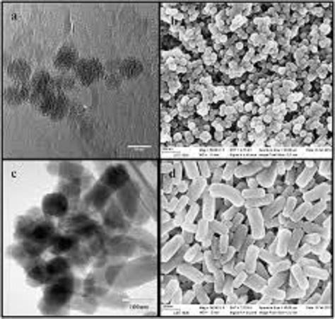 Tem Analysis Services At Rs 7000 Sample In Bengaluru Id 23071085062