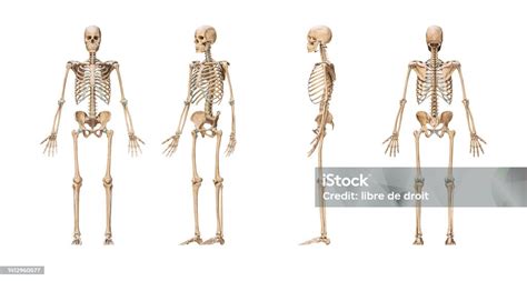 흰색 배경 3d 렌더링 일러스트레이션에 격리 된 성인 남성 골격이있는 정확한 인간 골격계 전방 측면 및 후방보기 해부학 의료