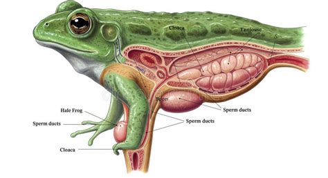 Detailed Anatomical Illustration Of A Frog S Internal And External