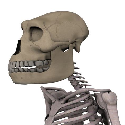 3d Australopithecus Afarensis Model